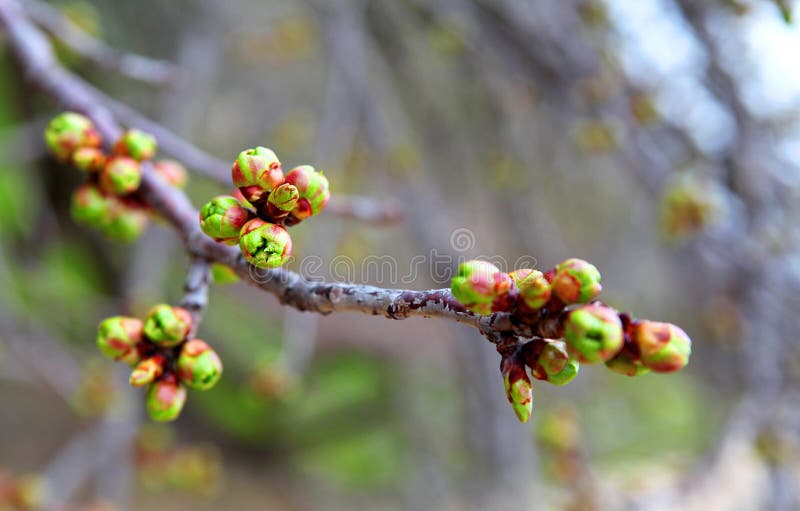 Fresh Leaves on Tree Branches Stock Image - Image of tree, summer ...