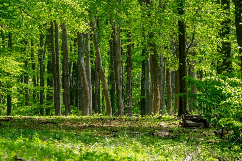 Beautiful Nature at Spring in the Green Forest Stock Photo - Image of ...