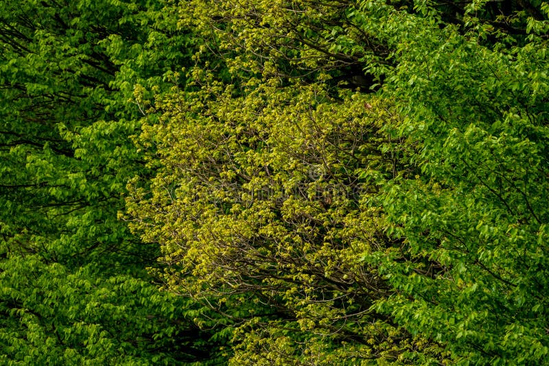 Beautiful Nature at Spring in the Green Forest Stock Photo - Image of ...