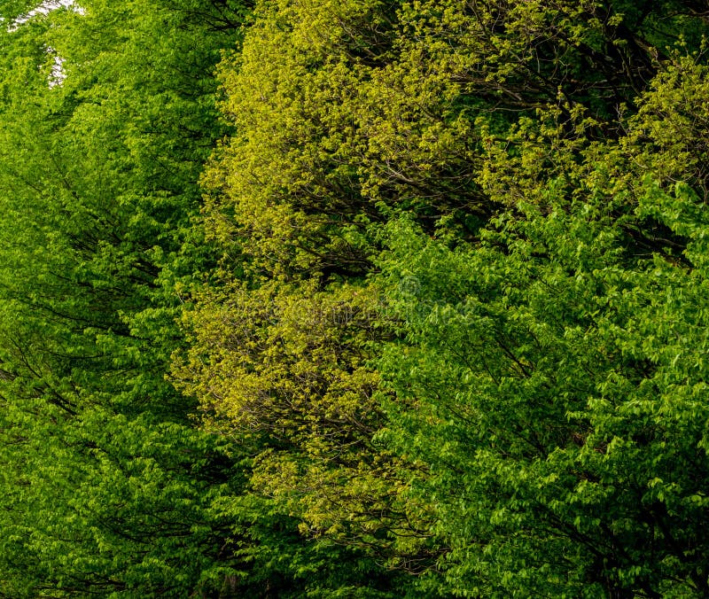 Beautiful Nature at Spring in the Green Forest Stock Photo - Image of ...