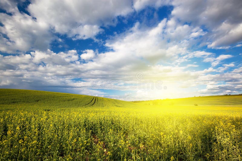 Beautiful Nature Sunny Landscape Stock Photo - Image of rolling, grass ...