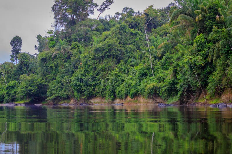 The Beautiful Nature of Surinam Stock Image - Image of suriname, blue ...