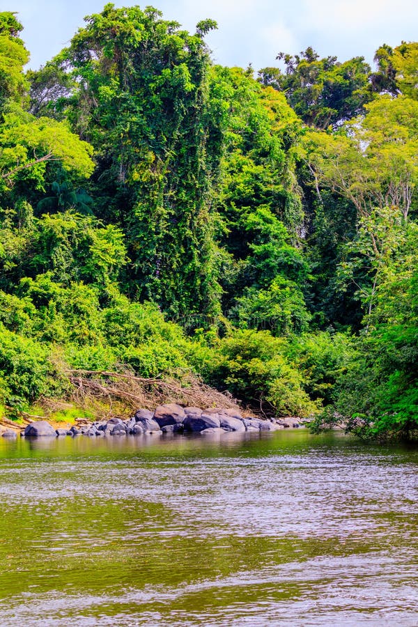 The Beautiful Nature of Surinam Stock Image - Image of amazon, river ...