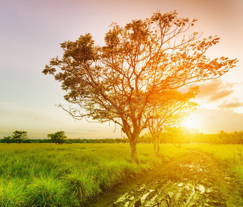Big Green Tree in a Field, HDR Stock Photo - Image of sunflowers, dusk ...