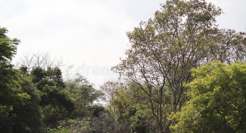 Beautiful Nature Trees Dim White Cloud Stock Image - Image of green ...