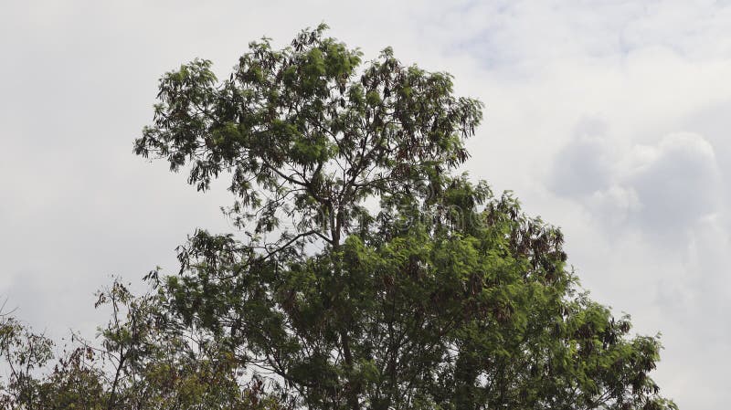 Beautiful Nature Trees Dim Color Cloud Stock Photo - Image of grass ...