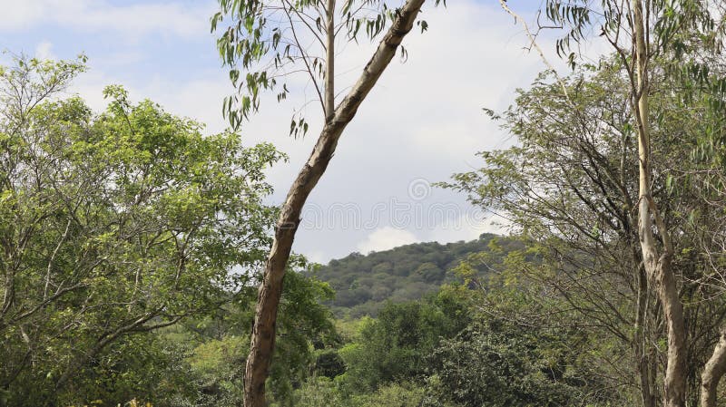 Beautiful Nature Trees Dim Color Cloud Stock Image - Image of land ...