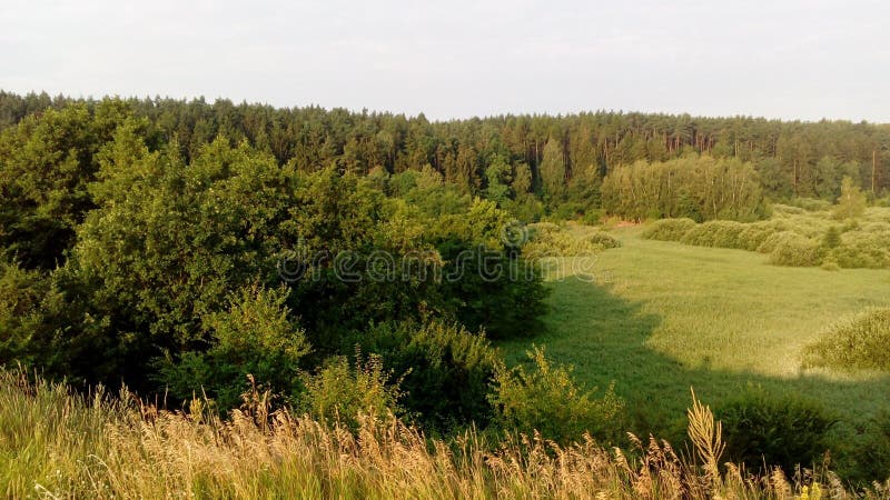 Beautiful Nature. Trees. Greenery. Forest Stock Image - Image of nature ...