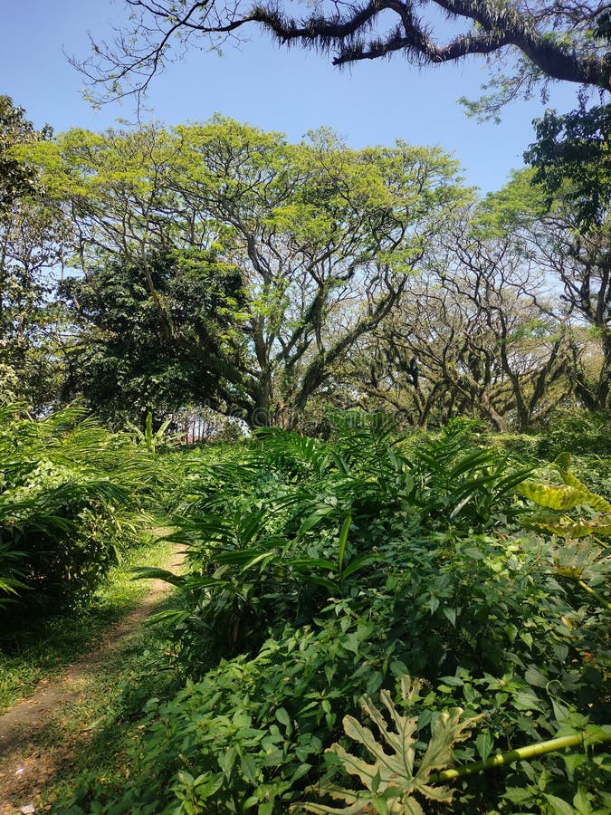 Beautiful Nature with Trembesi Trees from the Djawatan Forest. Stock ...