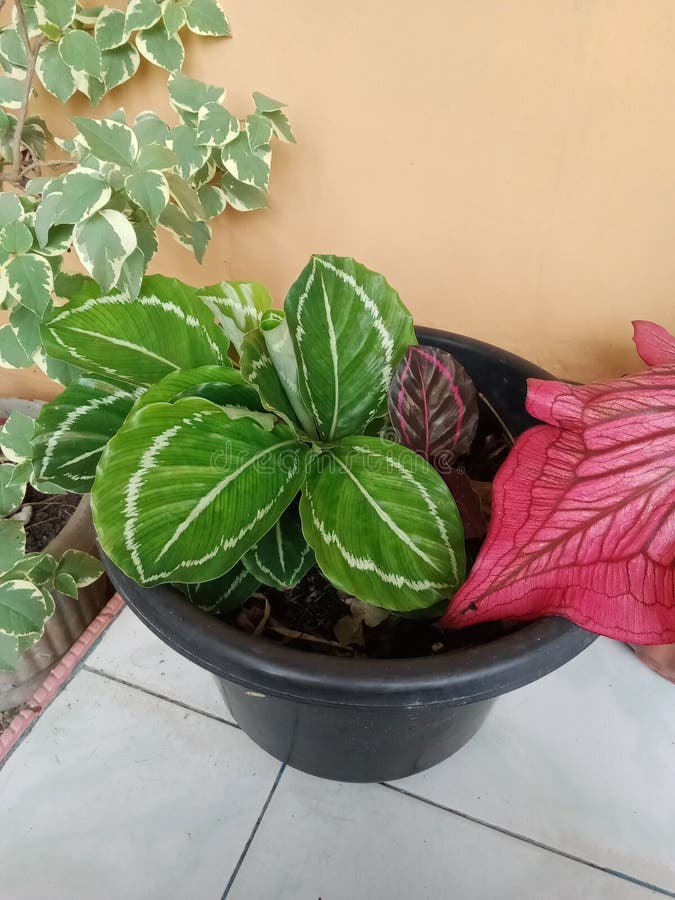 Beautiful of nature tts stock image. Image of nuture - 317769751