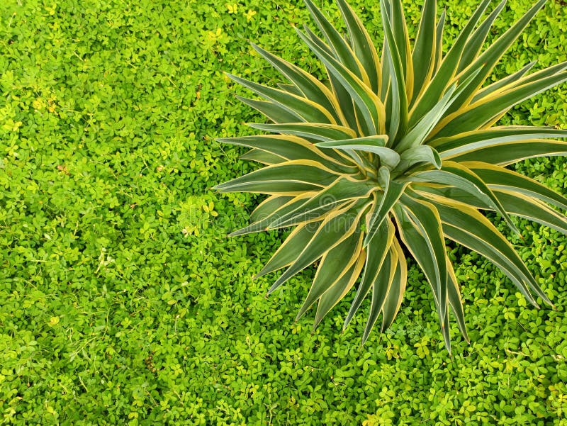 Beautiful Nature... Two Different Plants in One Frame.. Stock Image ...