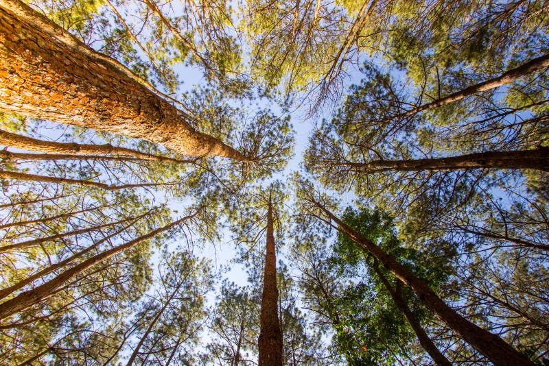 Beautiful Nature of Very Tall Pine Trees Stock Image - Image of lived ...