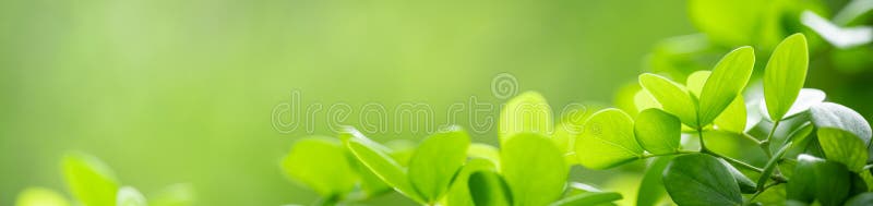 Beautiful Nature View of Green Leaf Cover Page Stock Image - Image of ...