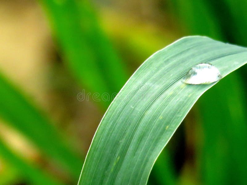 Beautiful Nature Water Drop on Leaves Stock Photo - Image of nature ...