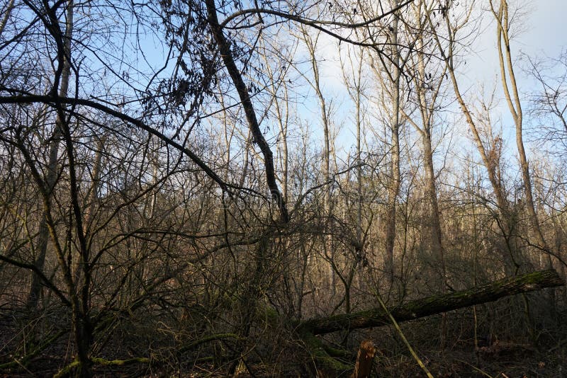 Beautiful Berlin Forest in January. Berlin, Germany Stock Photo - Image ...