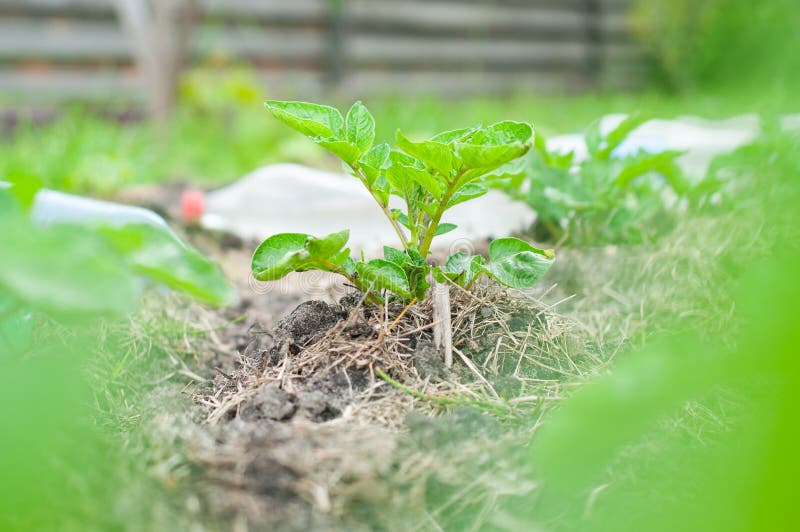 Beautiful Neat Bush of Potatoes in the Home Garden Stock Image - Image ...