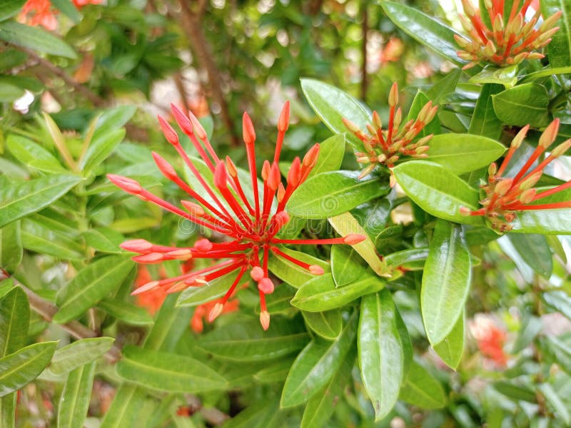 Beautiful Needle Flowers are Blooming in the School Garden Stock Image ...