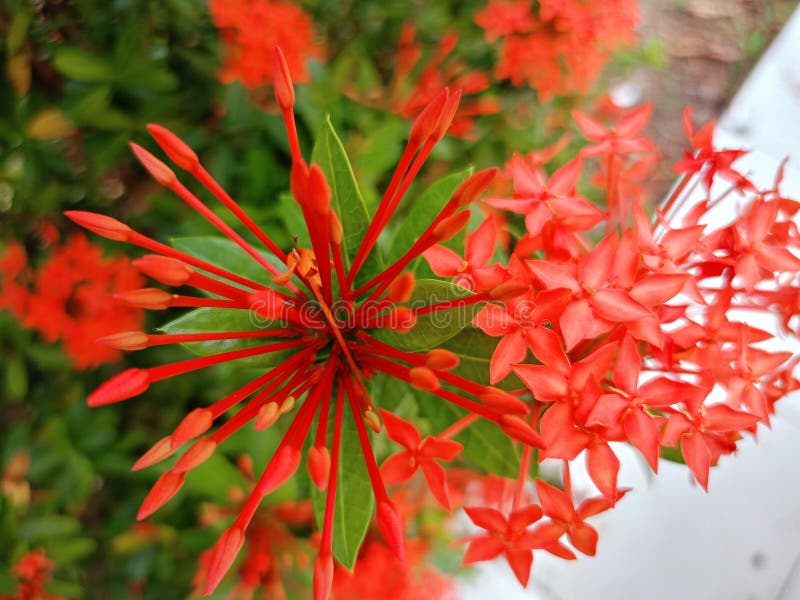 Beautiful Needle Flowers are Blooming in the School Garden Stock Image ...
