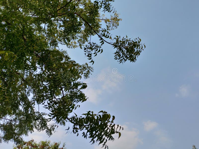 This is a Beautiful Neem Tree Stock Image - Image of stem, asia: 169042661
