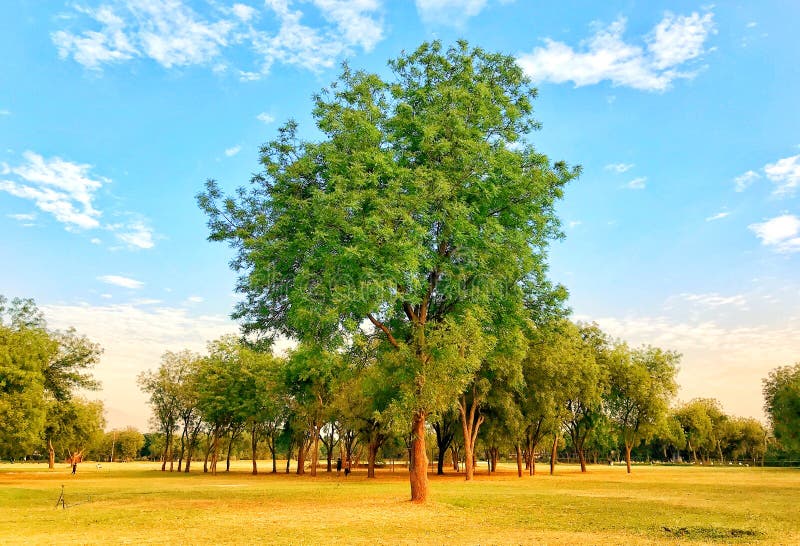 A Beautiful Neem Tree, Blue Sky and Clouds Stock Image - Image of blue ...