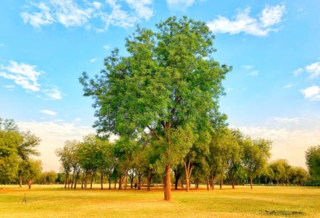 4,793 Neem Tree Stock Photos - Free & Royalty-Free Stock Photos from ...