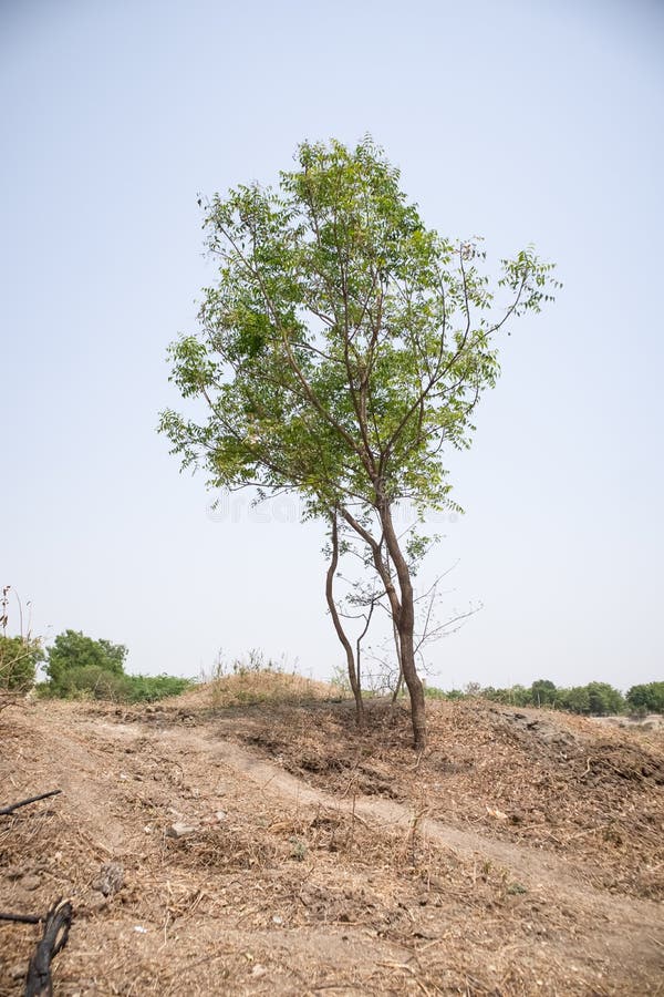 Beautiful Neem Tree in the Jungle Stock Image - Image of beautiful ...