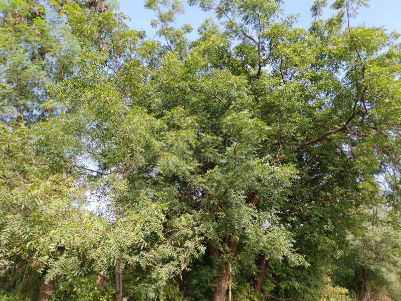 This is a Beautiful Neem Azadirachta Tree,in the Village of Apegaon ...