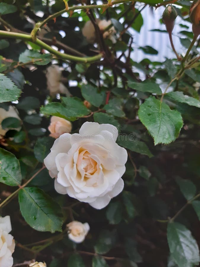 Beautiful Nepali Red Kalki Flower Stock Photo - Image of flower ...