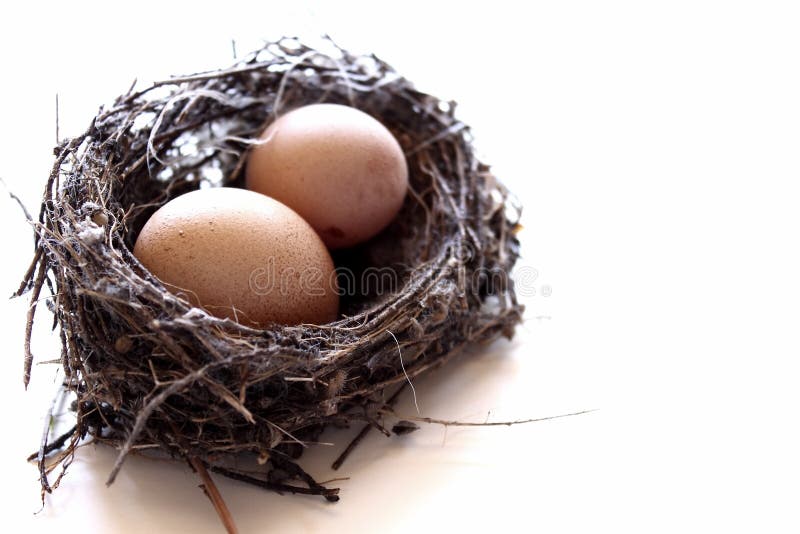 Beautiful nest stock image. Image of macro, small, white - 11332045
