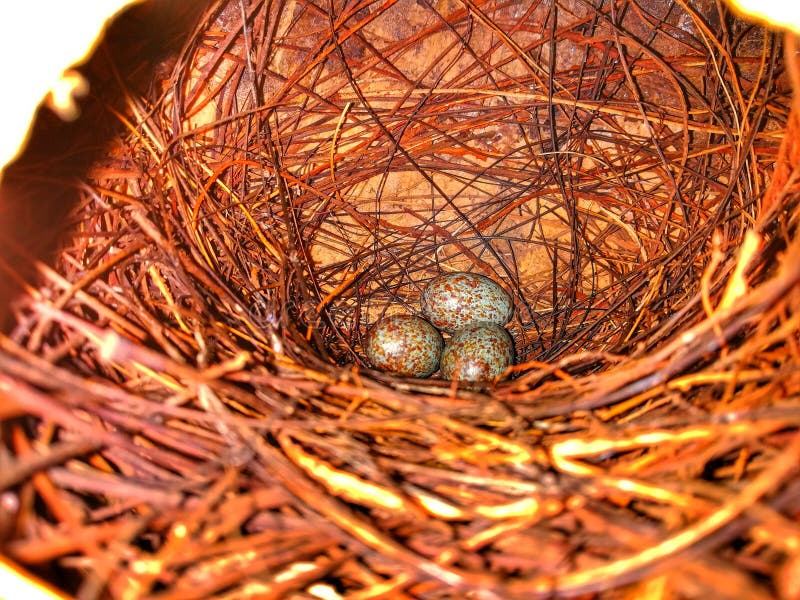 Nest with eggs stock photo. Image of bird, nest, beautiful - 118634406