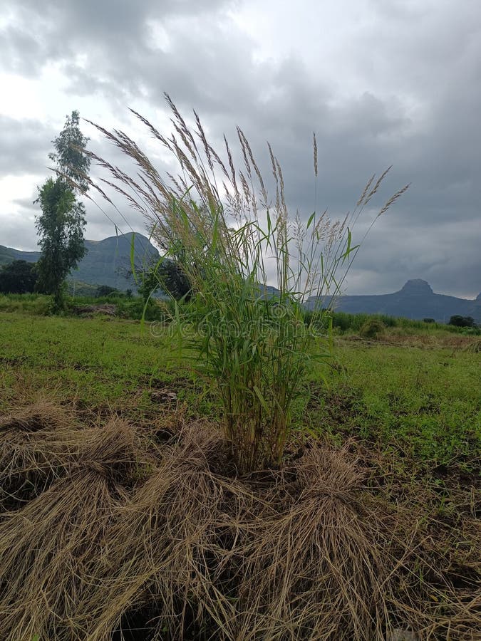 Beautiful Netur Stock Photos - Free & Royalty-Free Stock Photos from ...