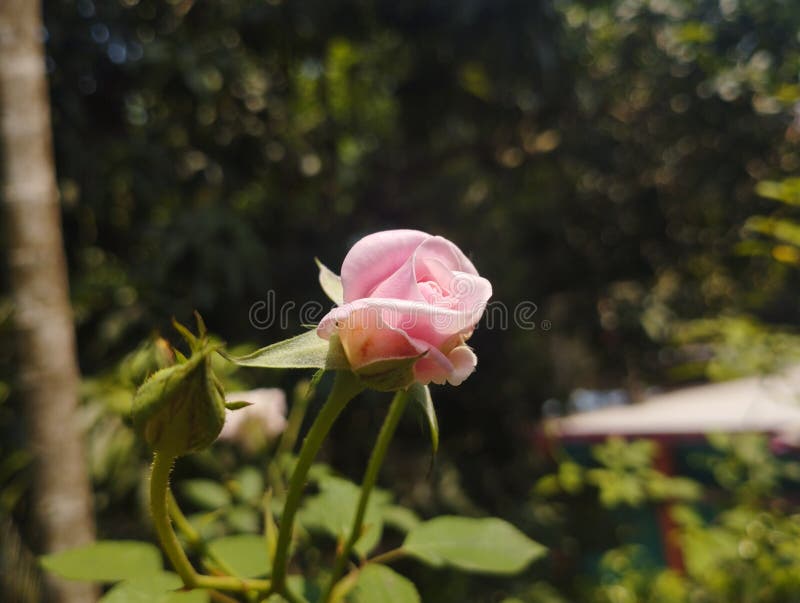 Beautiful New Growing Pink Rose in Garden Stock Image - Image of pink ...