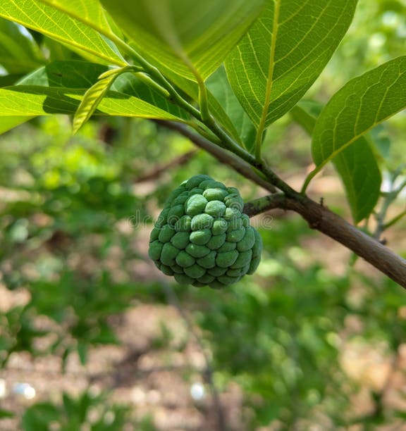 BEAUTIFUL New Growing SUGAR AAPLE Stock Photo - Image of sugar ...