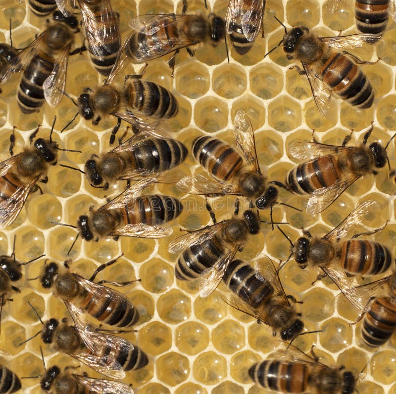 Beautiful New Honeycombs with Nectar Stock Photo - Image of young ...