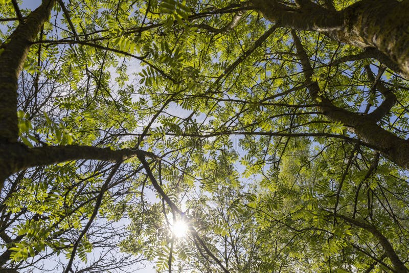Beautiful New Rowan Foliage in Sunny Weather Stock Photo - Image of ...