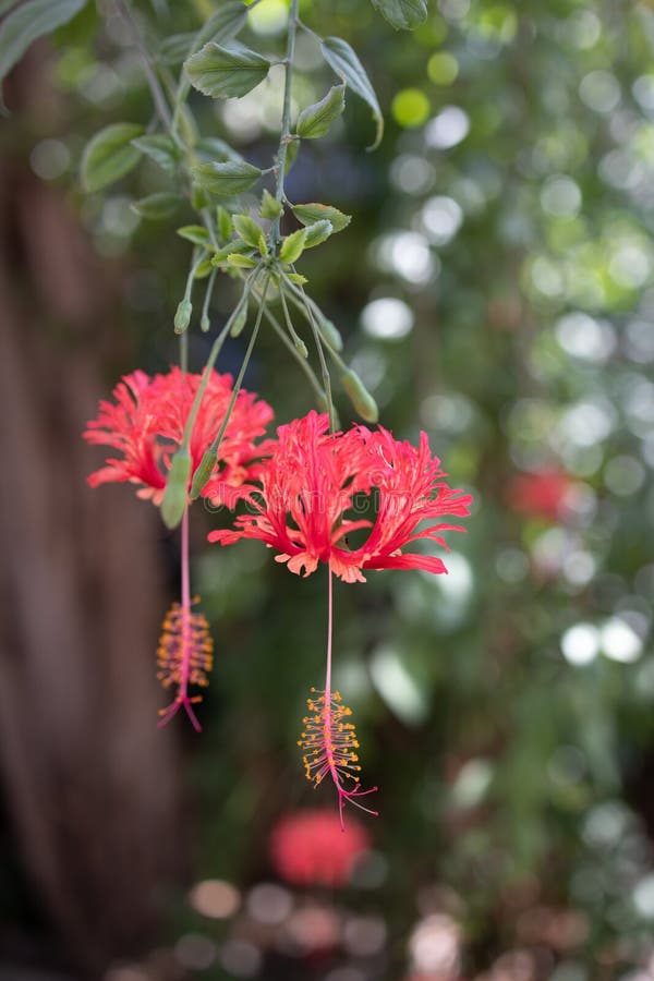 Beautiful Newly Bloomed Red Flower Hanging from the Tree Stock Image ...