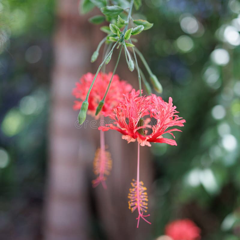 Beautiful Newly Bloomed Red Flower Hanging from the Tree Stock Image ...