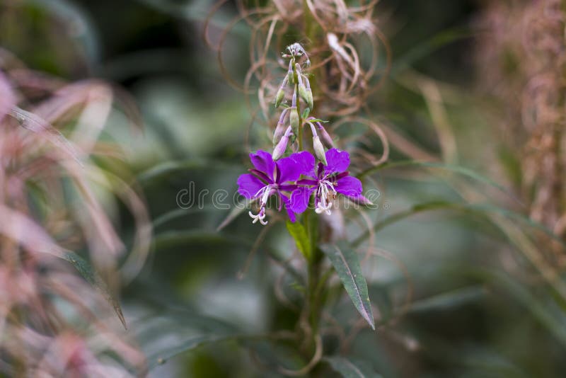 Beautiful nice flower stock photo. Image of color, flora - 77276908