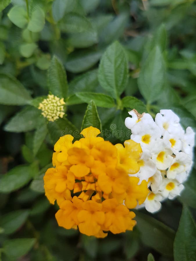 Beautiful and nice flowers stock photo. Image of flowers - 160459860