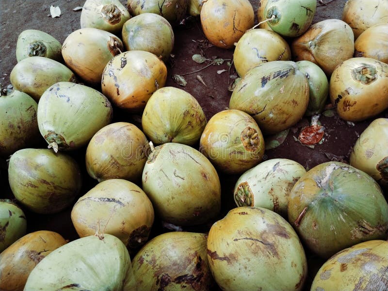 Beautiful and Nice Green Coconut Fruit Stock Photo - Image of beautiful ...