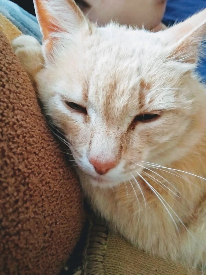 Beautiful and Nice Lazy Cat Stock Photo - Image of nice, lazy: 164765248