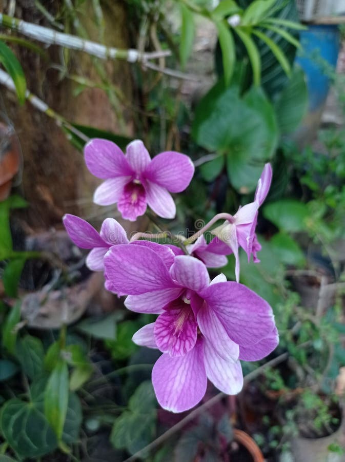 Beautiful Nice Orchid Flower Stock Photo - Image of nice, natural ...