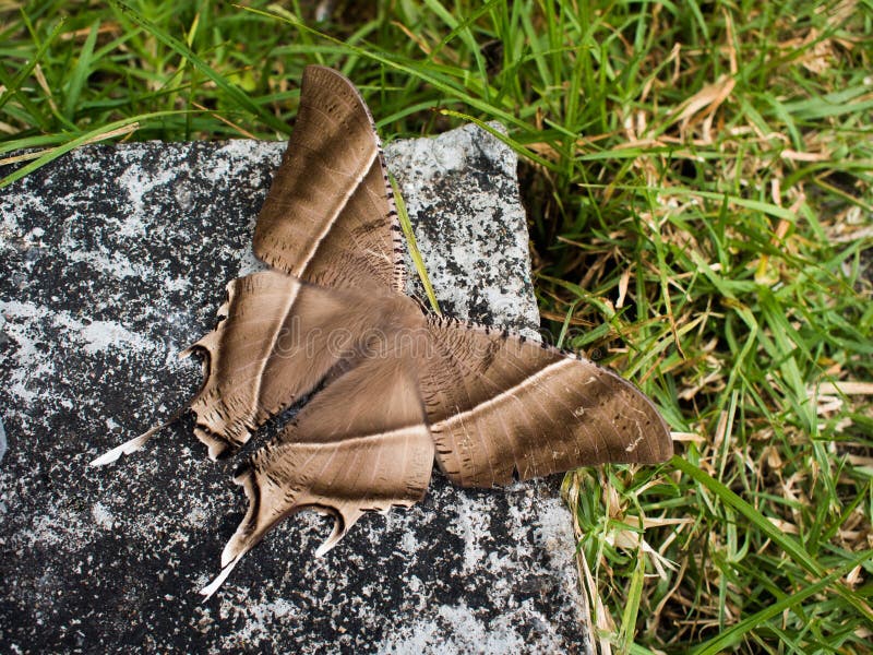 Beautiful Night Butterfly in a Garden Stock Image - Image of butterfly ...