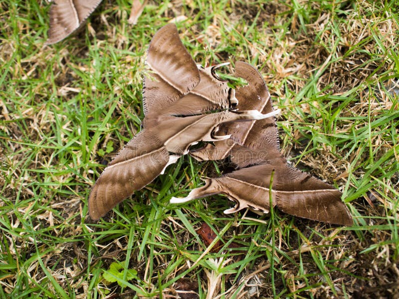 Beautiful night butterfly stock photo. Image of butterfly - 83740096