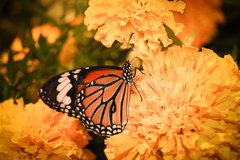 Beautiful night butterfly. stock photo. Image of freedom - 76746242