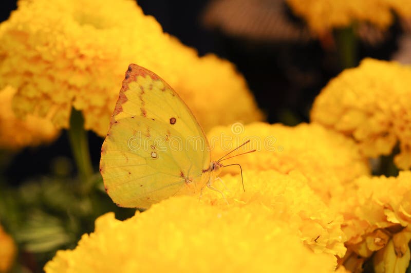 Beautiful night butterfly. stock image. Image of nature - 76746373