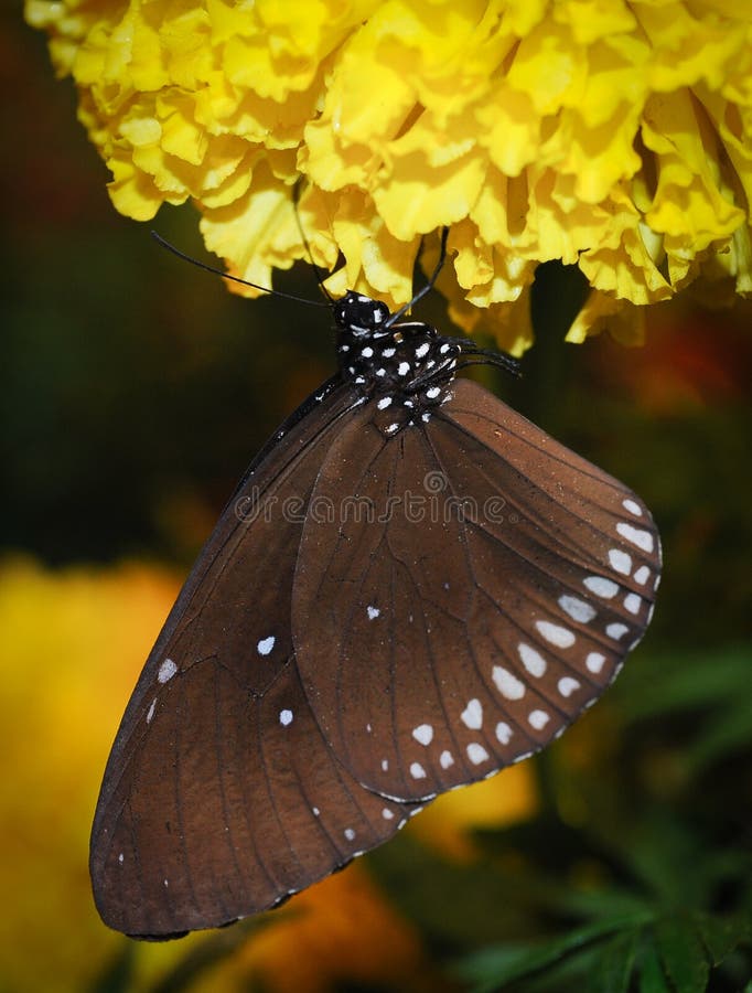 Beautiful night butterfly. stock photo. Image of bright - 76746770