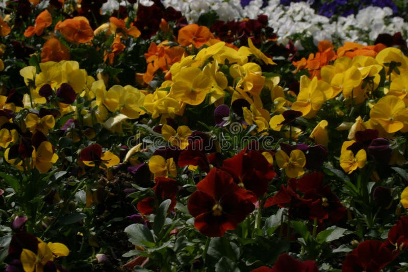 Beautiful Night and Day Flowers Photo Stock Photo - Image of shrub ...