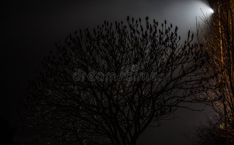 Beautiful Night Landscape. Trees Illuminated by Lanterns Stock Image ...