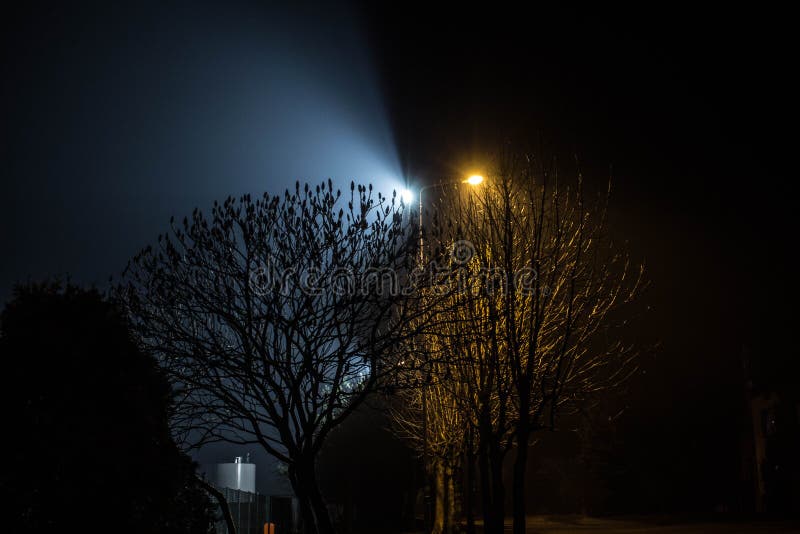 Beautiful Night Landscape. Trees Illuminated by Lanterns Stock Photo ...